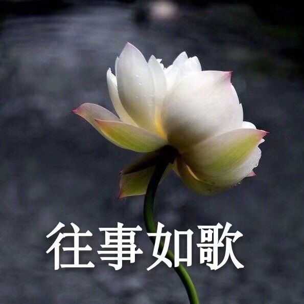 有哪些适合中年人用的头像 知乎