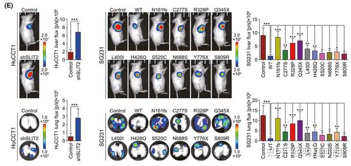 活体成像怎么定量 in vivo imaging？ - 知乎