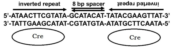 请问Cre/loxP和CRISPR-Cas9技术的区别，这两种技术又是怎么融合的呢？ - 知乎
