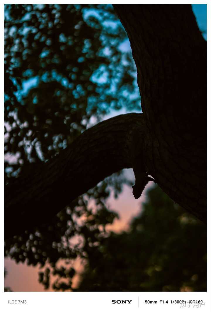 新手入门第一台相机，在索尼A7M4、尼康z5二代、和佳能r62中应该怎么选择？ - 知乎