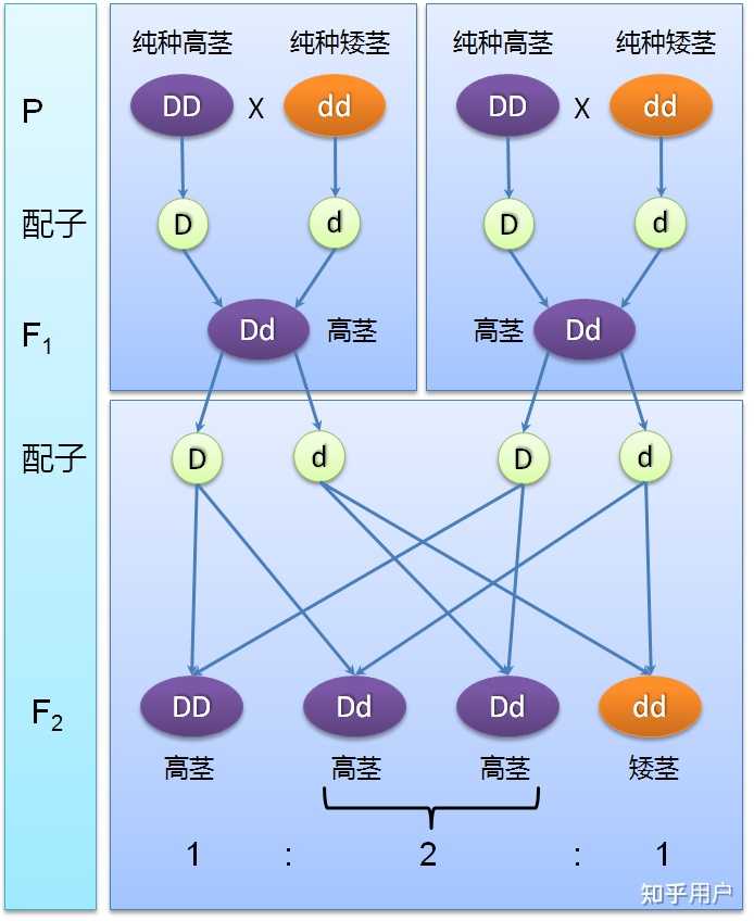 杂合高茎豌豆自交后代出现了矮茎,豌豆属于基因重组,为什么是错的? - 知乎 杂合高茎豌豆自交后代出现了矮茎,豌豆属于基因重组,为什么是错的? - 知乎