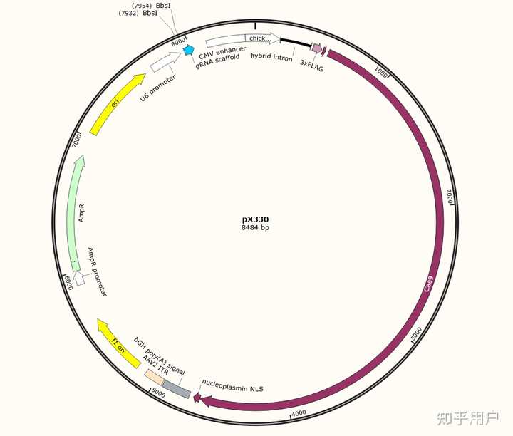 PX330 载体和PX458载体区别是什么？ - 知乎