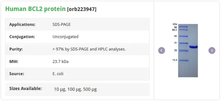 什么是B细胞淋巴瘤2 (Bcl-2)？ - 知乎