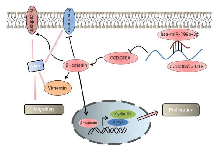 Wnt/β-catenin 如何 "燎动" 肿瘤 EMT？ - 知乎