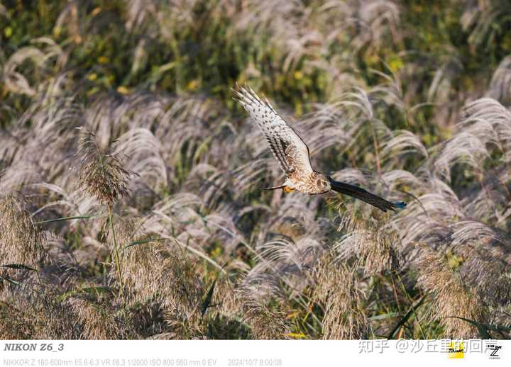 主拍照，尼康z62和z63怎么选? - 知乎