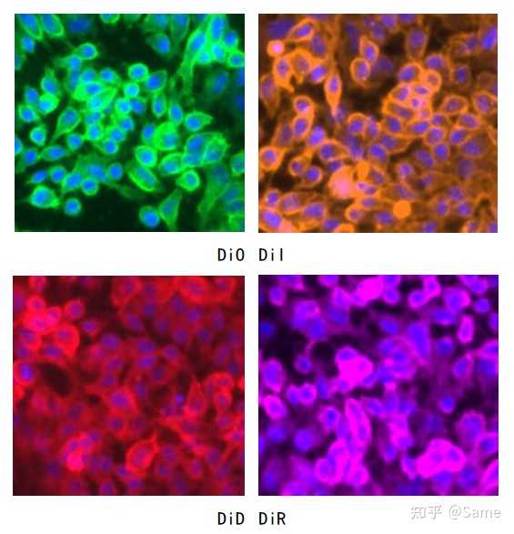 DiI、DiO、DiD、DiR 这些亲脂性细胞膜染料分别用于什么实验？ - 知乎