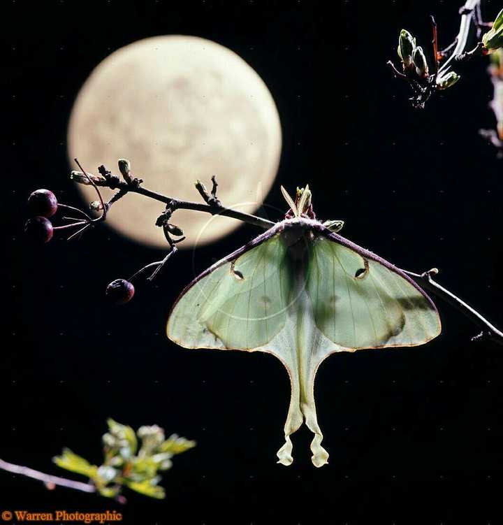 有哪些像蝴蝶一样好看的蛾子？ - 知乎