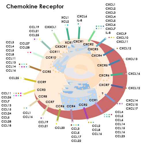 什么是趋化因子配体11 (CCL11)？ - 知乎