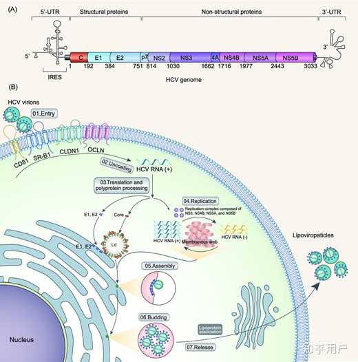 请问 DNA 病毒和 RNA 病毒之间有什么联系？ - 知乎