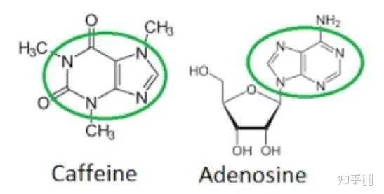 为什么别人喝咖啡会很精神，而我喝完咖啡却很困？ - 知乎
