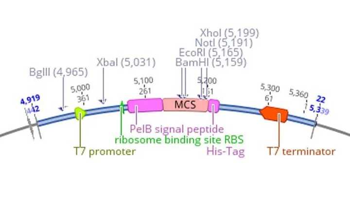测序结果ab1文件如何分析? - 知乎