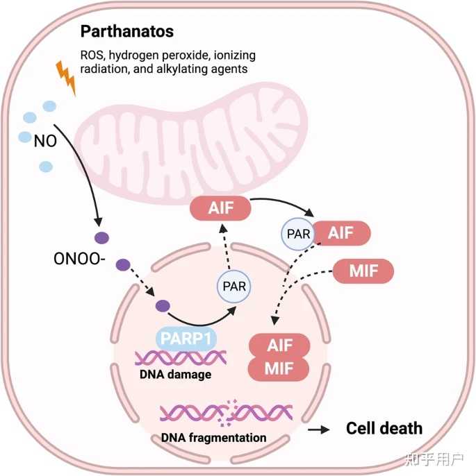 【前沿专题】细胞焦亡是什么？它和细胞坏死和凋亡有什么关系和区别？ - 知乎