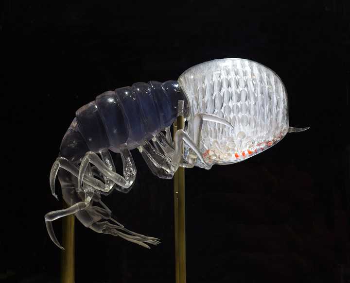 为什么黑暗中的生物都是眼睛退化而不是眼睛进化到能够夜视？ - 知乎
