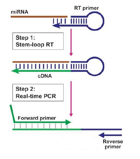 RT-PCR的原理是什么？有何用途？ - 知乎