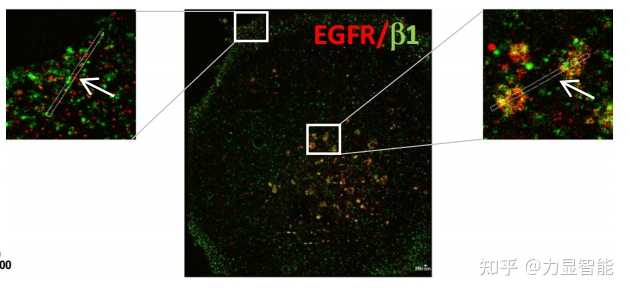 什么是随机光学重建显微镜STORM? - 知乎