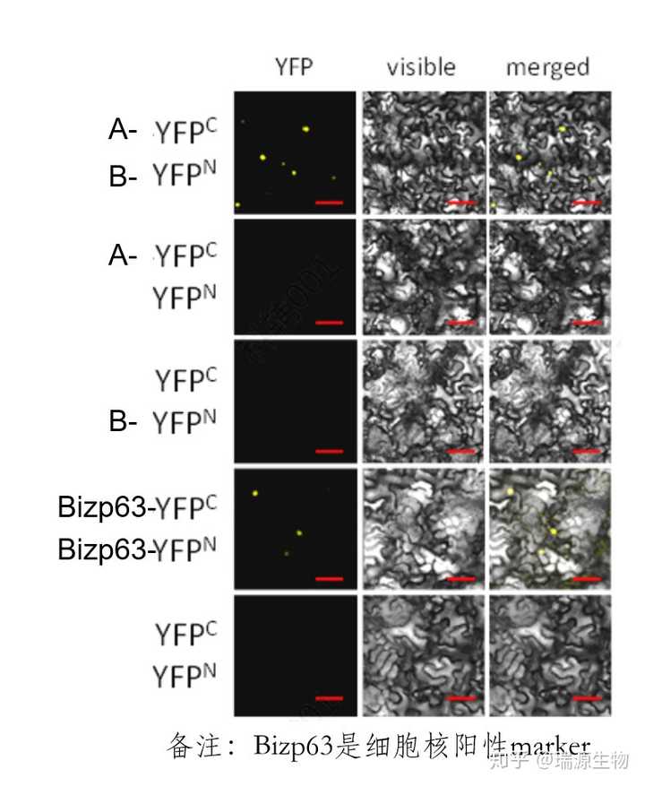 双分子荧光互补怎么做？有什么用？ - 知乎