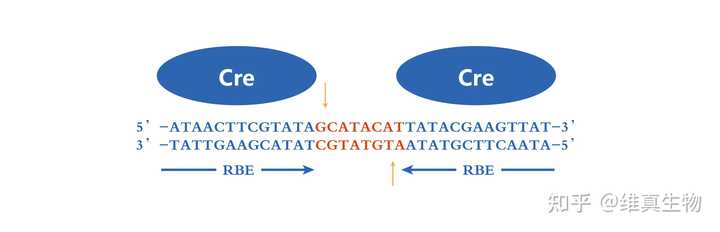 「Cre/loxp」技术是什么？ - 知乎