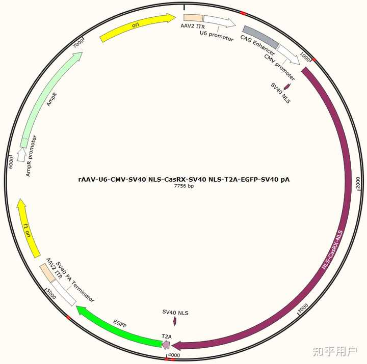 RNA编辑技术CRISPR/Cas13系统有什么特点？ - 知乎