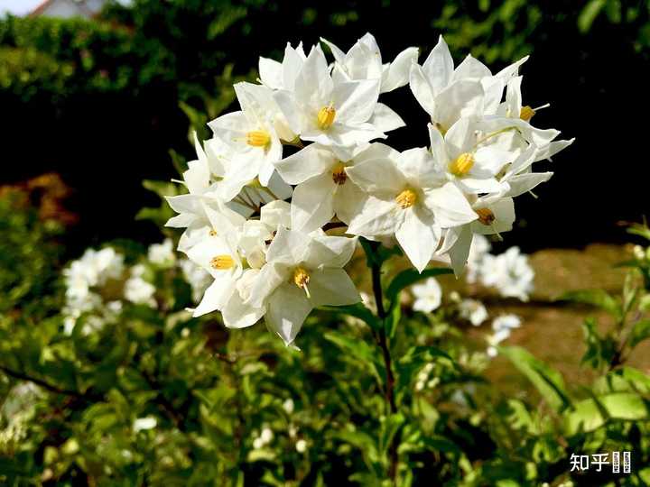 英文名Jasmine有什么特殊含义吗？ - 知乎