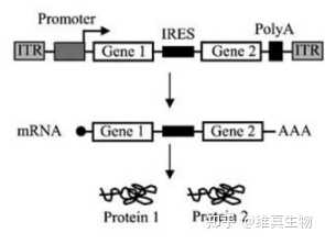内部核糖体进入位点IRES是什么？有什么作用？ - 知乎