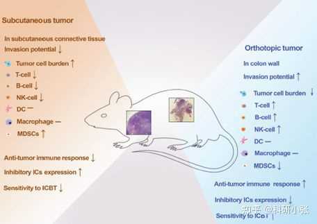 肿瘤研究中的“原位模型”仅指通过移植肿瘤细胞/组织得到的模型吗？通过基因工程构建的肿瘤小鼠是否也能算? - 知乎