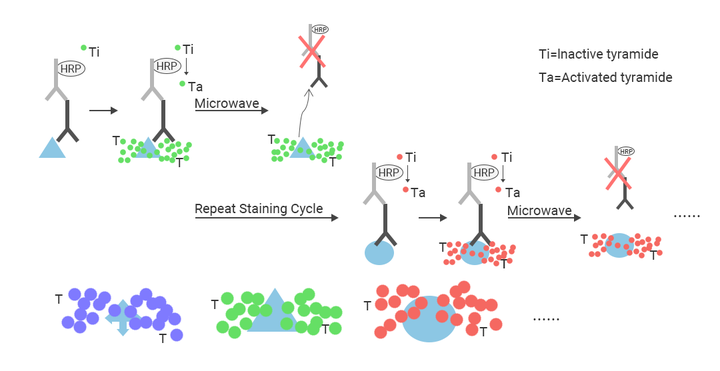 多重荧光免疫组化技术 (mIHC) 的原理什么，与 IHC 和 IF 有何区别？ - 知乎