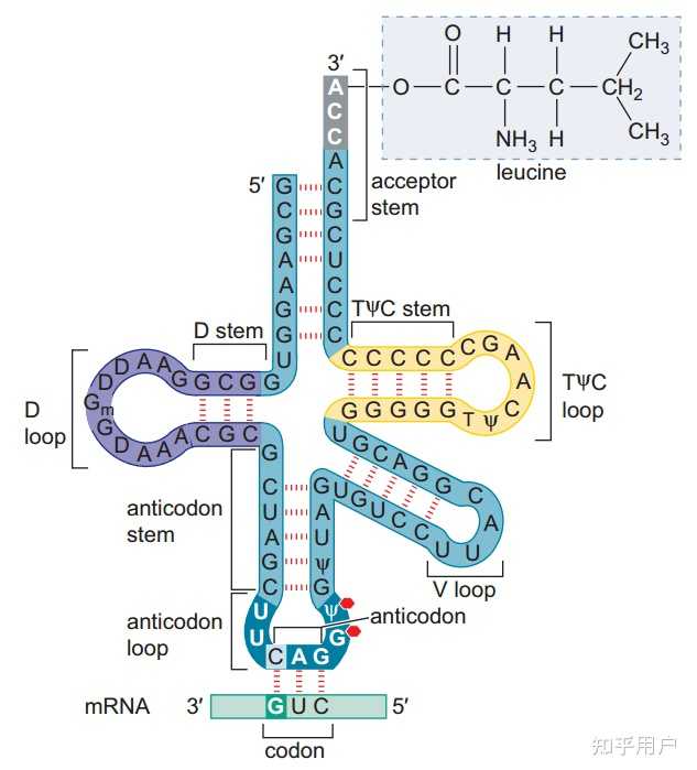 转运RNA分子中氨基酸的结合部位的序列为什么是CCA-3’？ - 知乎