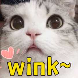 网络热词wink是什么意思？ - 知乎