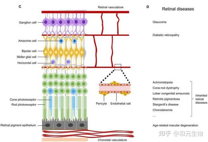AAV血清型有哪些？怎么选？ - 知乎