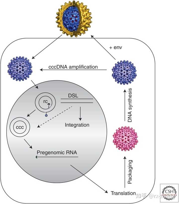 什么是逆转录病毒？与RNA病毒有何异同之处？ - 知乎