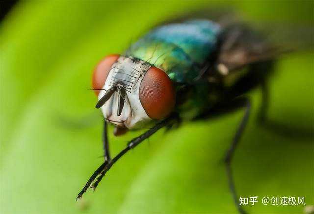 苍蝇为什么把自己的头拧下来？ - 知乎