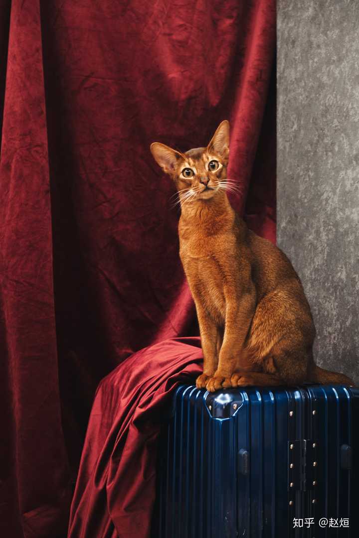 养阿比西尼亚猫（abyssinian）是种什么样的体验？这个品种有什么特点？ - 知乎