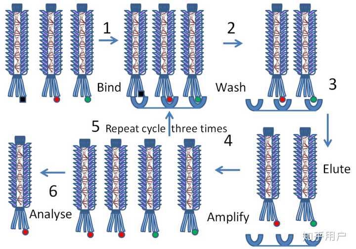 获得 2018 年诺贝尔化学奖的「噬菌体展示」技术是什么，目前有哪些应用？ - 知乎