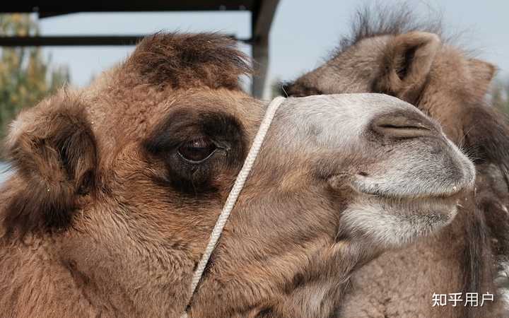 索尼a7c2换xt5推荐吗？ - 知乎