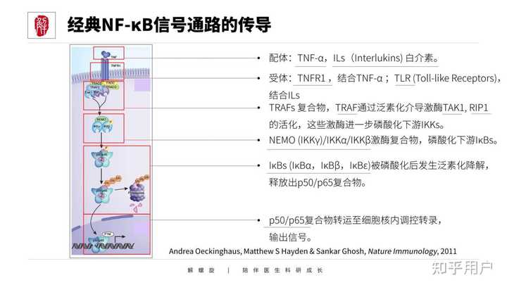 有大神了解NFkB这个信号通路吗？ - 知乎