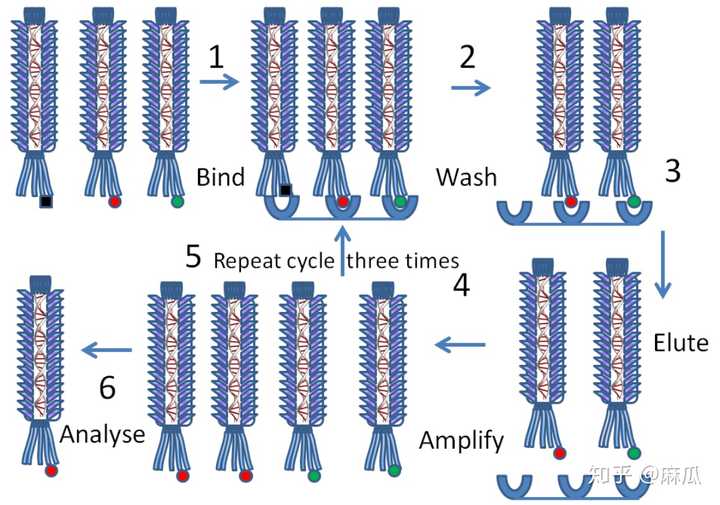 获得 2018 年诺贝尔化学奖的「噬菌体展示」技术是什么，目前有哪些应用？ - 知乎