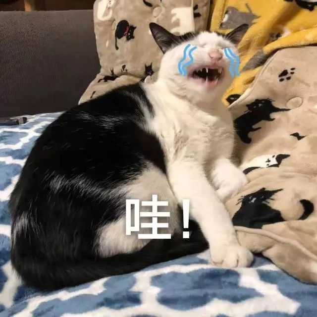 有没有哭泣猫的表情包？ 知乎