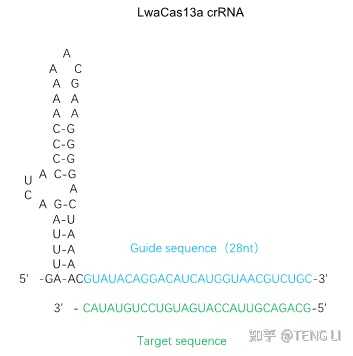 cas12a的crRNA该怎么去设计与寻找？ - 知乎
