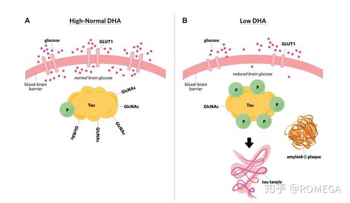 什么是「DHA」，主要有什么功能和作用？ - 知乎