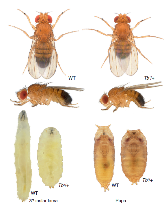 B1/Cyo:TM2/ TM6B是什么意思？ - 知乎