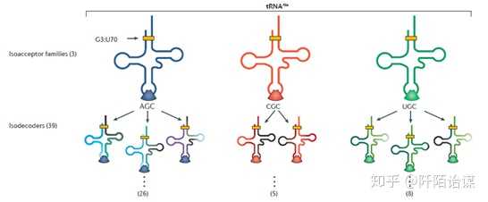 tRNA到底有多少种? - 知乎