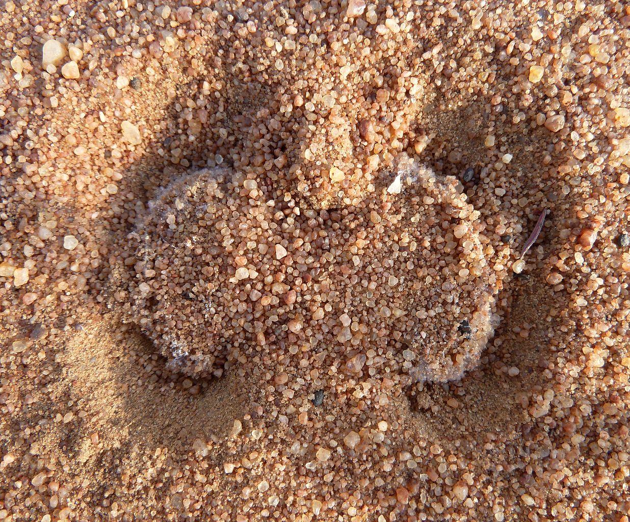 四饼！胡了！（蜘蛛目 隆头蛛科：Eresidae） - 知乎