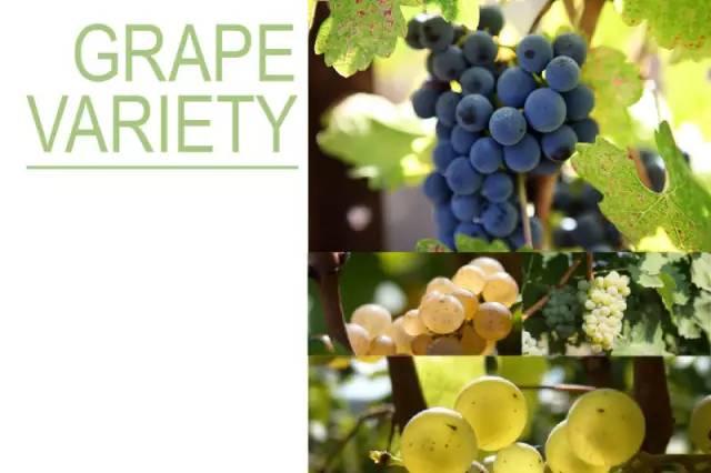 Grape Variety｜从葡萄开始，喝懂葡萄酒 - 知乎