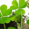 lucky grass 2016 年 10 月 19 日的文章 - 知乎