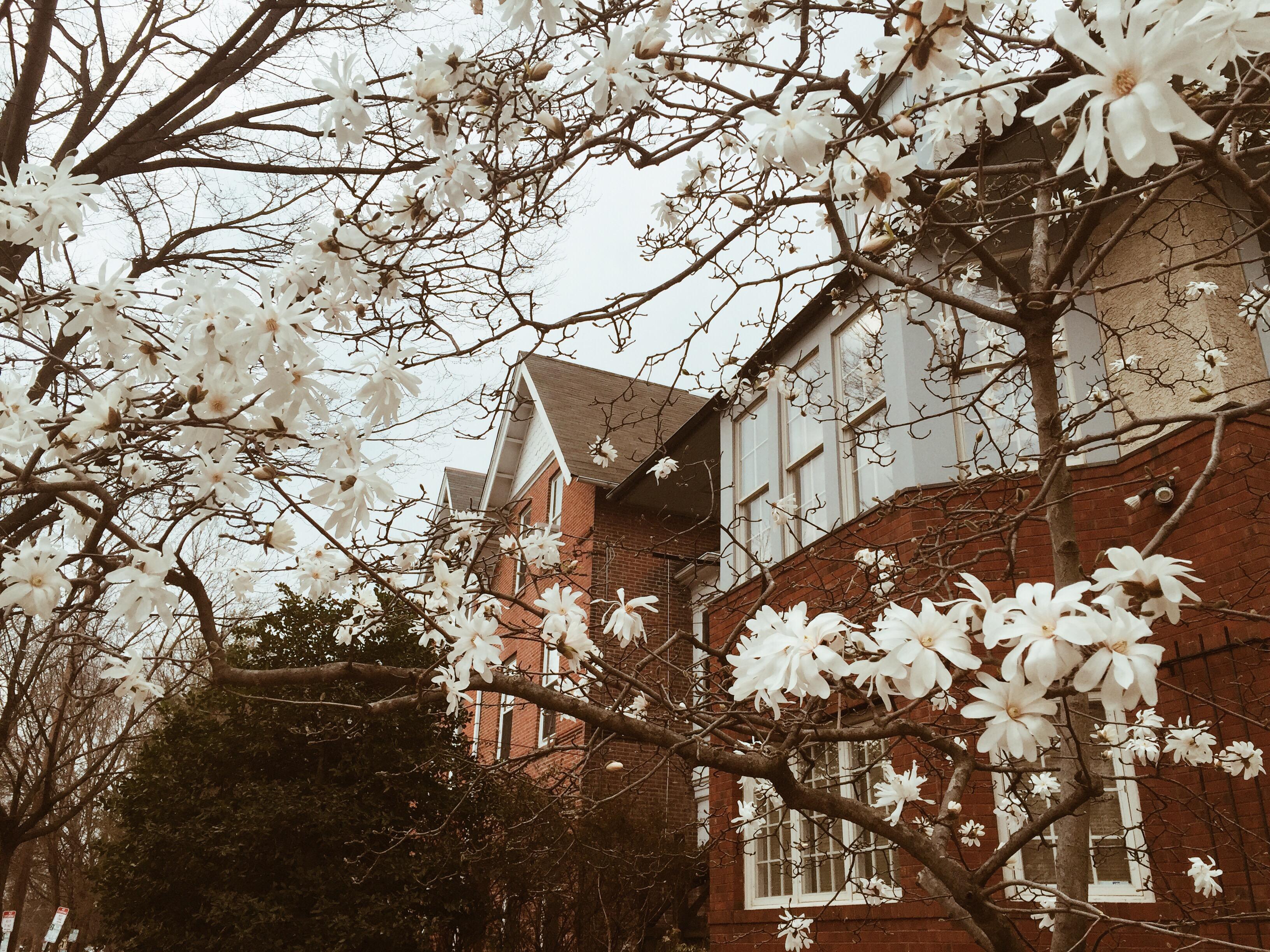 节气志Update: Spring@UPenn - 知乎