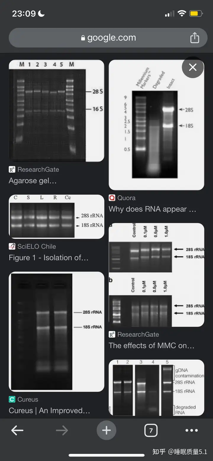为什么28S rRNA的大小是4700bp，但是琼脂糖凝胶电泳的结果显示其大小约为2000bp? - 知乎