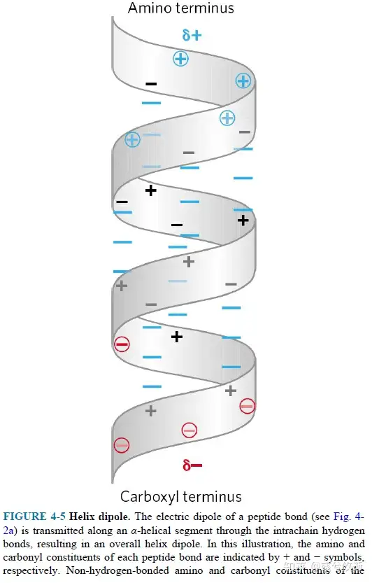 Alpha Helix Dipole