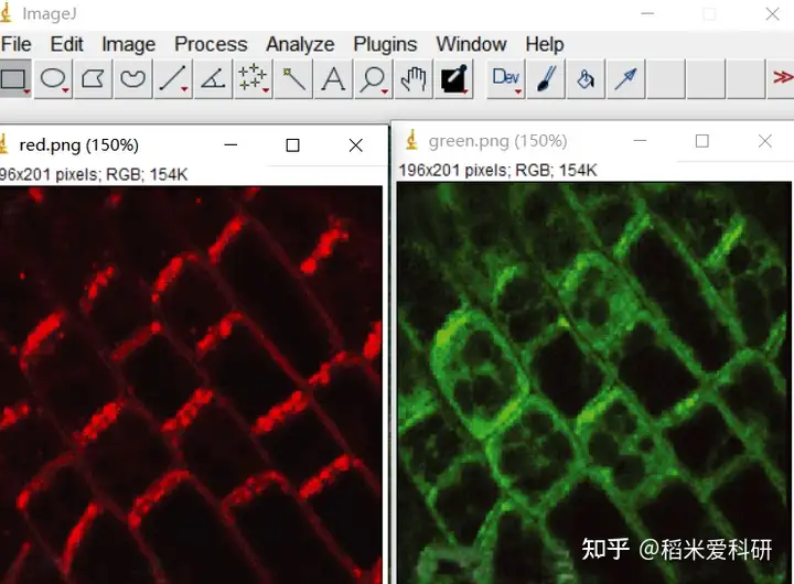 如何用imageJ做merge图? - 知乎