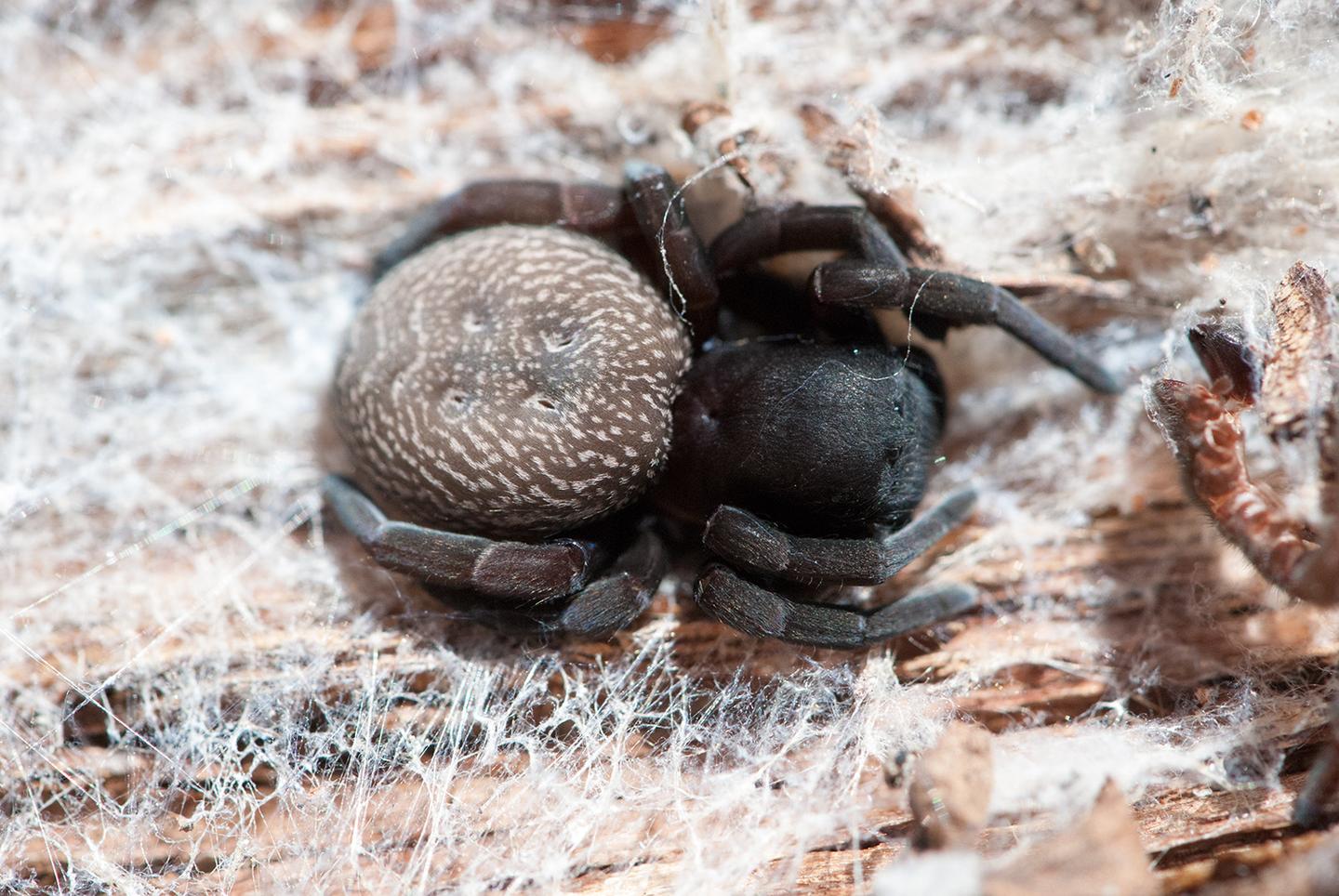 四饼！胡了！（蜘蛛目 隆头蛛科：Eresidae） - 知乎