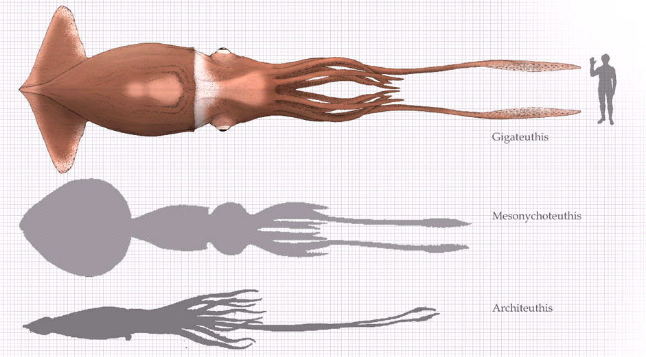 有哪些奇特的海洋生物？ - 知乎